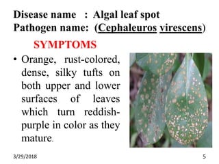 Presentation on Disease of Guava and Management | PPTX