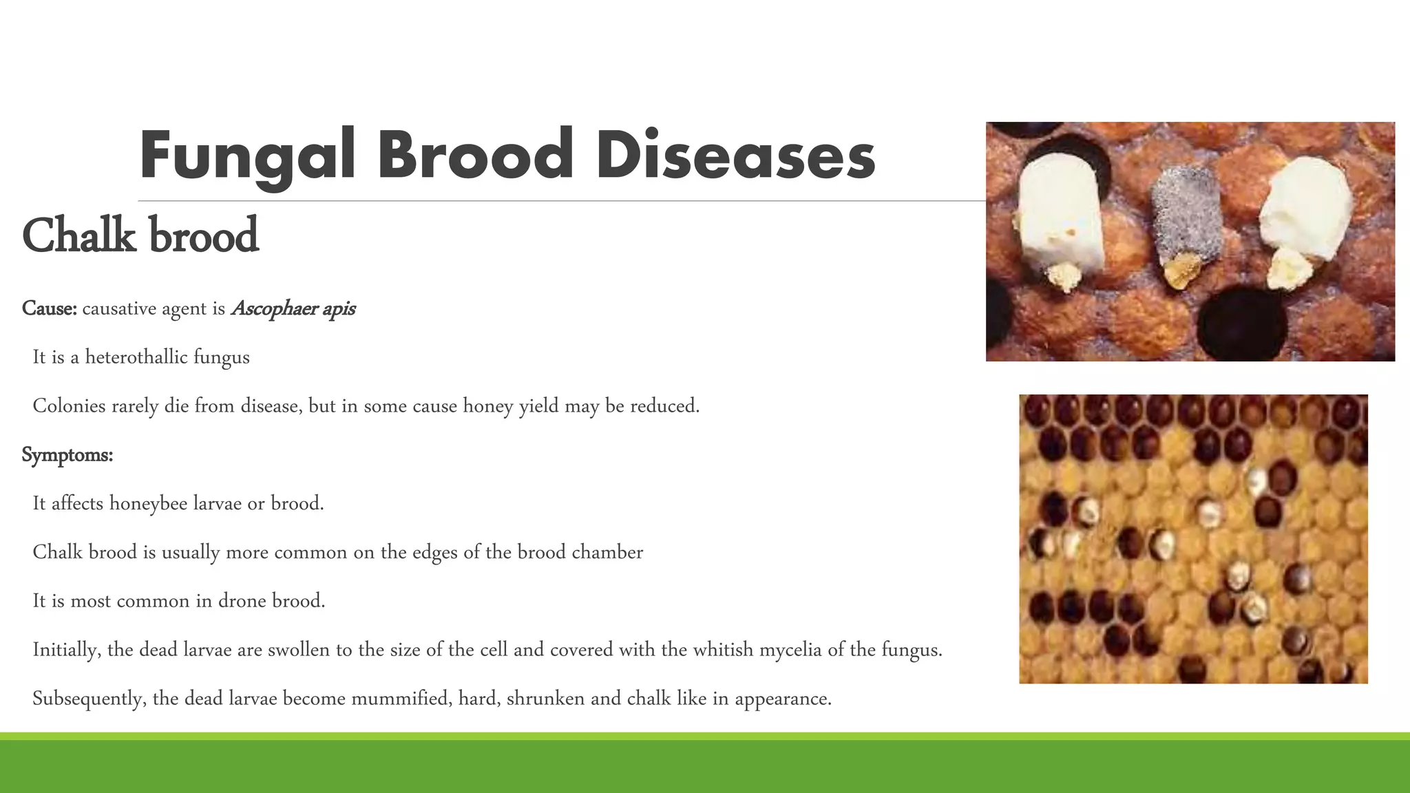 Disease of honeybees | PPTX