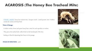 Disease of honeybees | PPTX | Biological Sciences | Science
