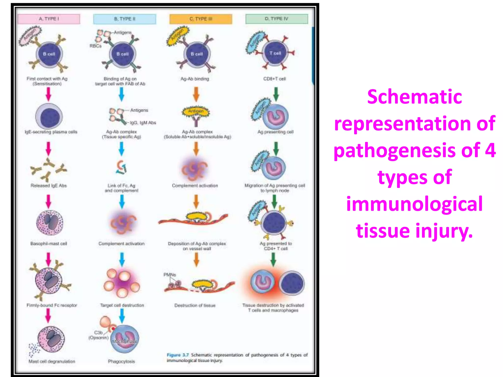 Diseases of the Immune System: Hypersensitivity Reactions | PPTX