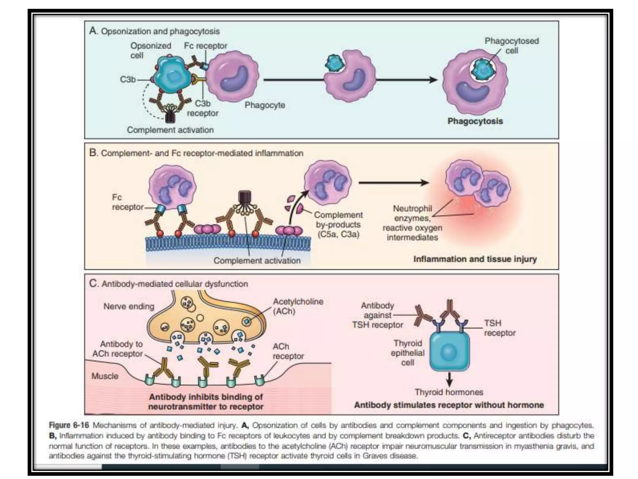 Diseases of the Immune System: Hypersensitivity Reactions | PPTX