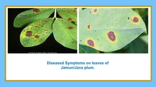Diseases of Jamun as per the climatic conditions of India and Asian ...