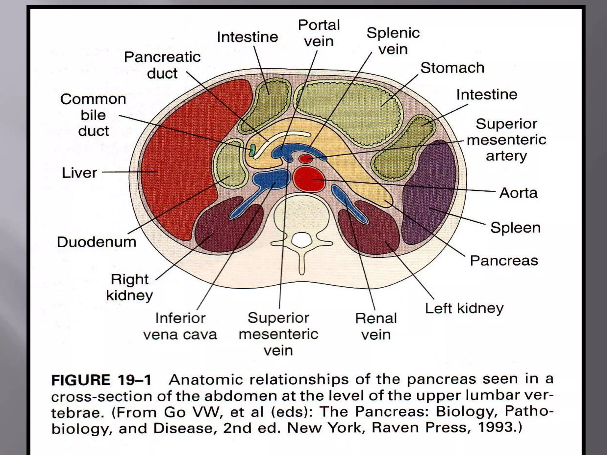 Disease of pancreas | PPT