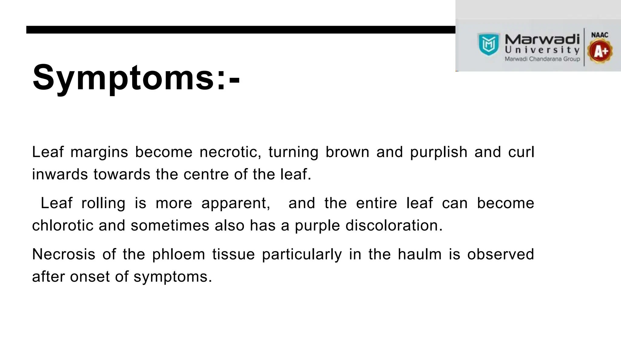 Disease of Potato (PLRV).pptx