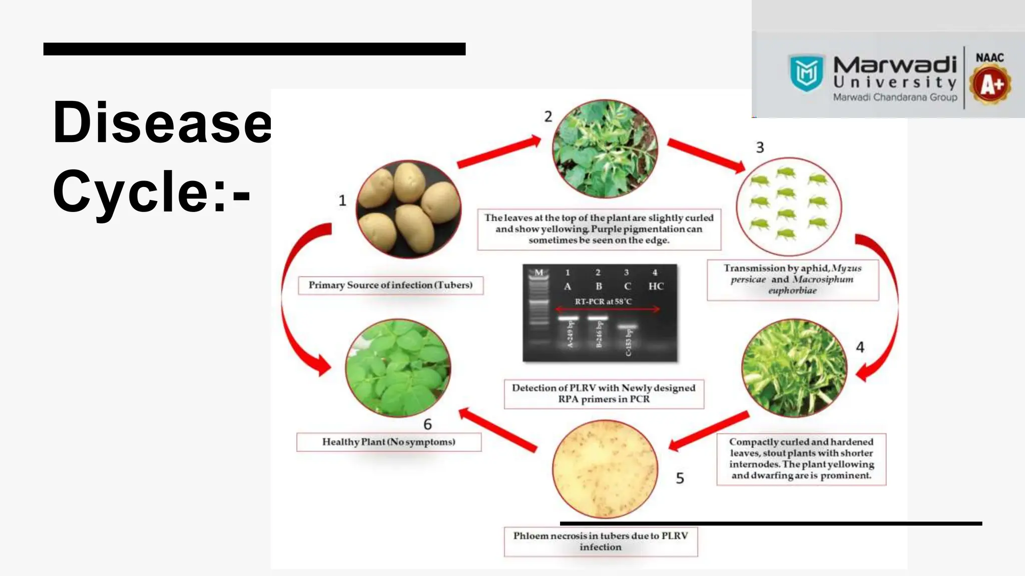 Disease of Potato (PLRV).pptx