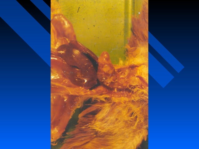 Disease of poultry | PPT