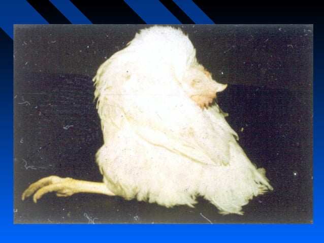 Disease of poultry | PPT