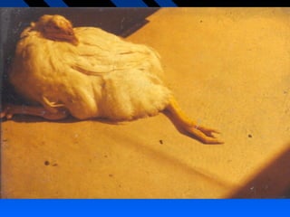 Disease of poultry | PPT
