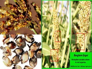 diseaseofsorghum-120711180411-phpapp01.pdf