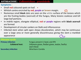 diseaseofsorghum-120711180411-phpapp01.pdf