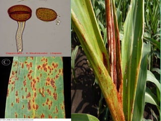 diseaseofsorghum-120711180411-phpapp01.pdf