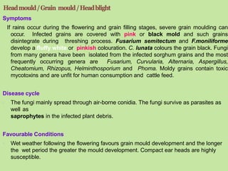 diseaseofsorghum-120711180411-phpapp01.pptx