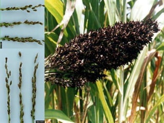 diseaseofsorghum-120711180411-phpapp01.pptx