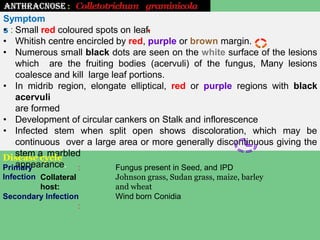 diseaseofsorghum-120711180411-phpapp01.pptx