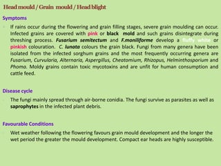 Disease of sorghum | PPTX