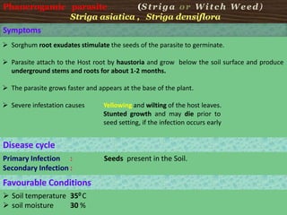 Disease of sorghum | PPTX