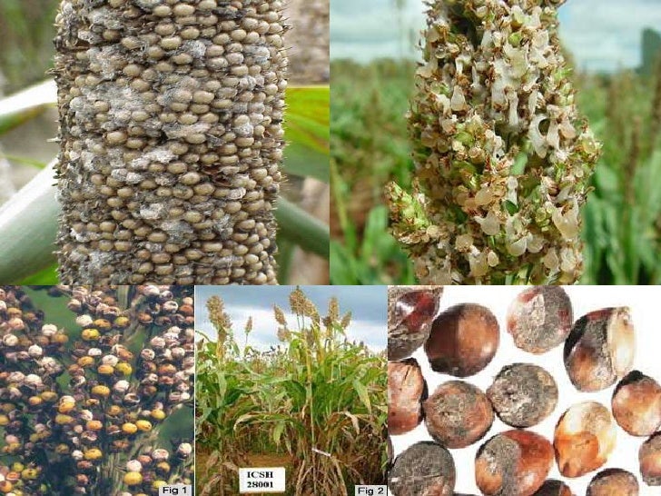 Disease of sorghum