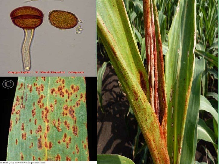 Disease of sorghum