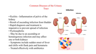 Disease of urinary system | PDF