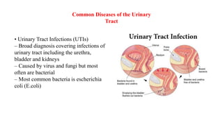 Disease of urinary system | PDF
