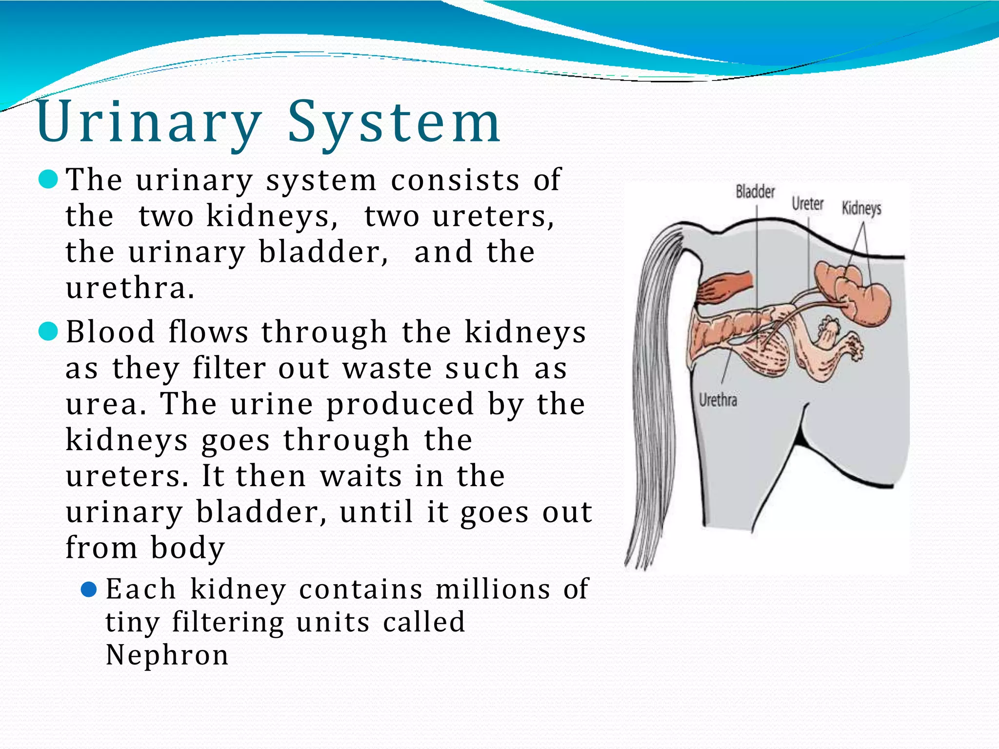 Disease of Urinary System.pptx