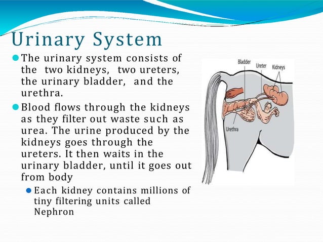 Disease of Urinary System.pptx