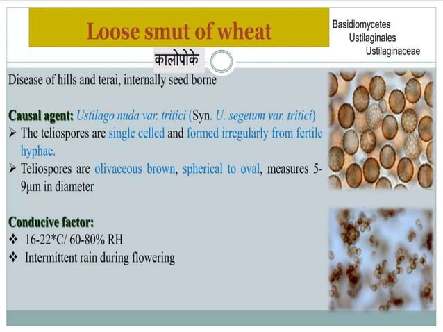 DISEASE OF WHEAT.pptx