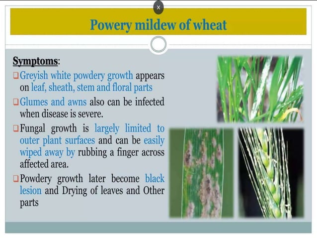 DISEASE OF WHEAT.pptx