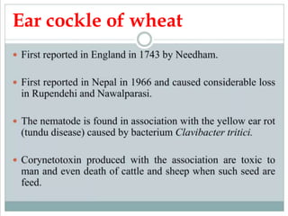 DISEASE OF WHEAT.pptx