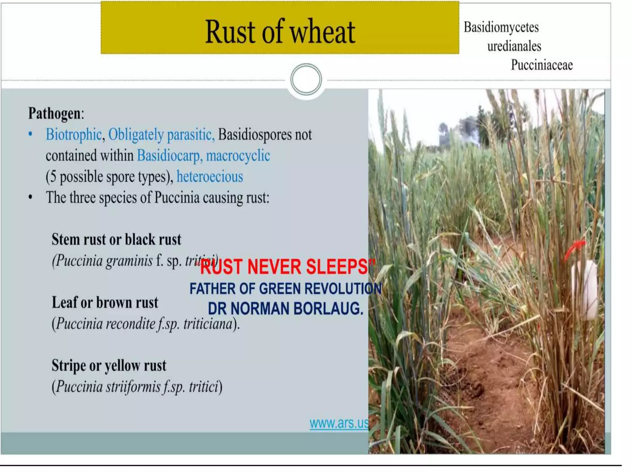DISEASE OF WHEAT.pptx