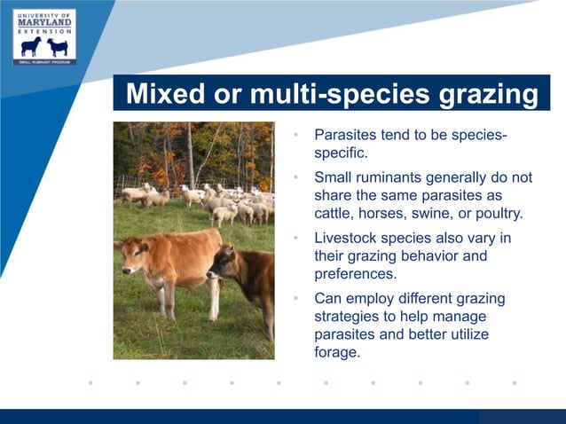 Disease & Parasite Control in Small Ruminants: Applied Solutions | PPT