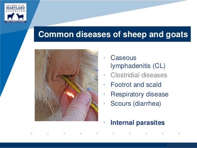 Disease & Parasite Control in Small Ruminants: Applied Solutions