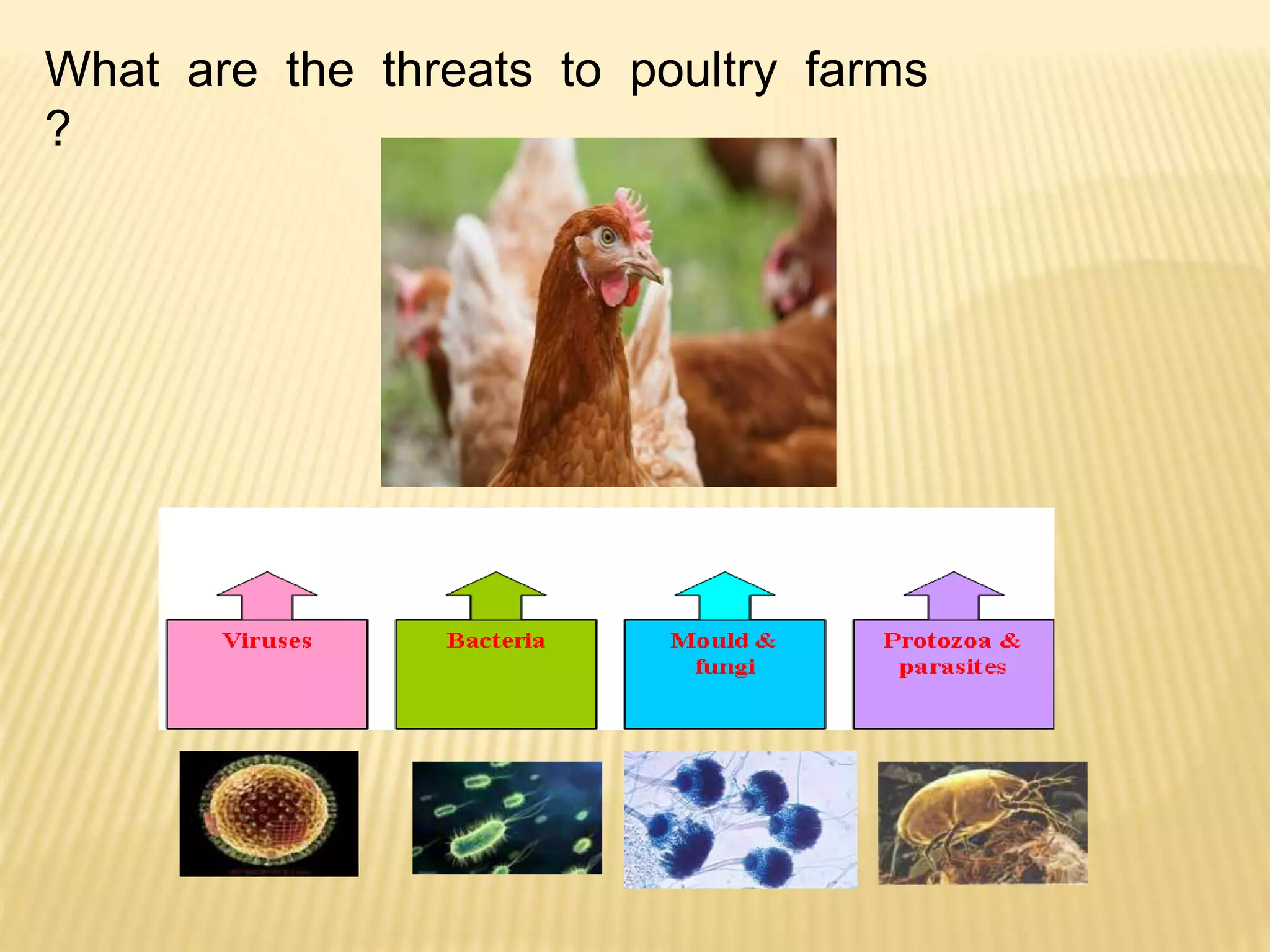 Disease prevention in desi chicken PPT by Dr chandra shekhar Godara DVM ...