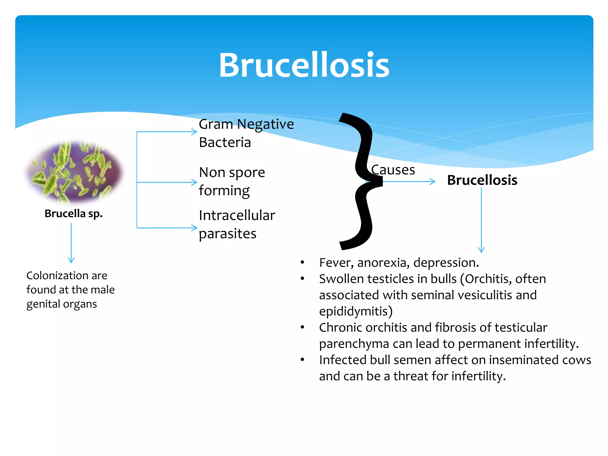 Disease related to breeding bull reproductive system and its management ...