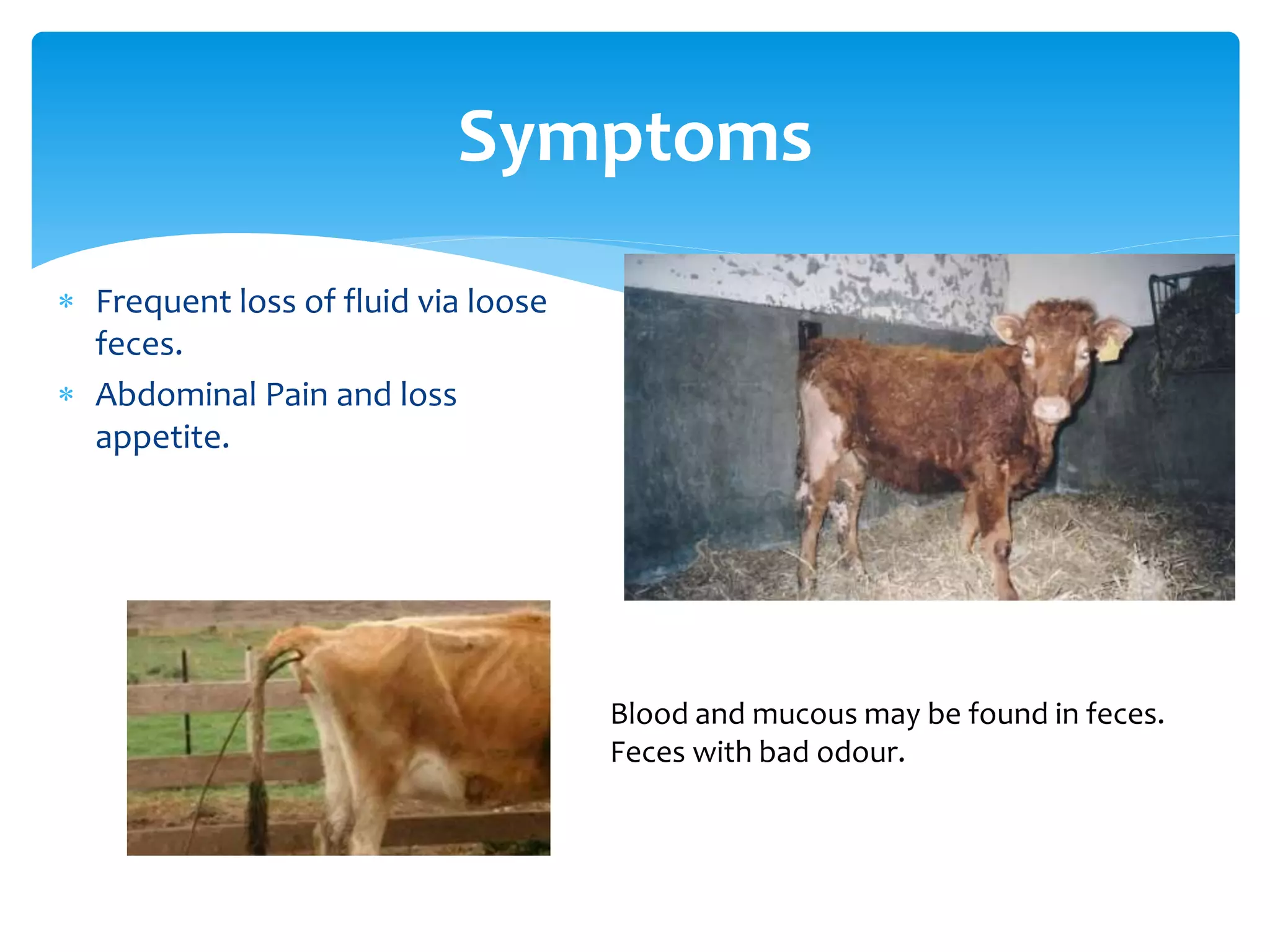 Disease related to breeding bull reproductive system and its management ...