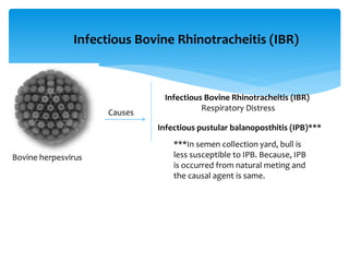 Disease related to breeding bull reproductive system and its management ...