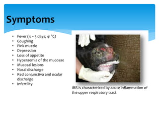 Disease related to breeding bull reproductive system and its management ...