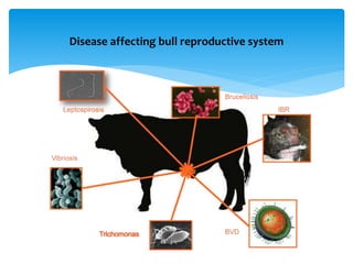 Disease related to breeding bull reproductive system and its management ...
