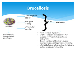 Disease related to breeding bull reproductive system and its management ...