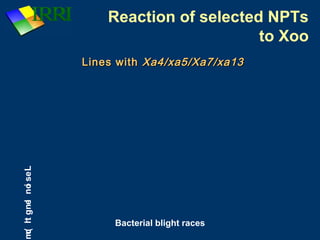 IRRI. Disease resistance | PPT