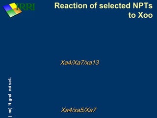 IRRI. Disease resistance | PPT