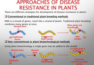 DISEASE RESISTANCE GENES IN PLANTS.pptx
