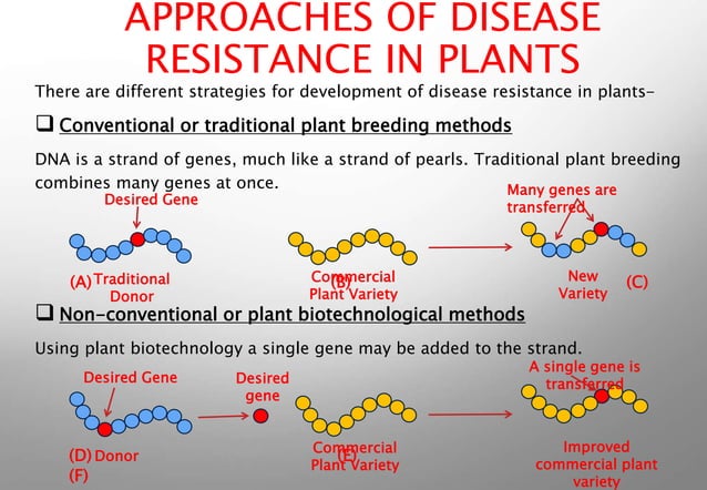 DISEASE RESISTANCE GENES IN PLANTS.pptx | Gardening | Home & Garden