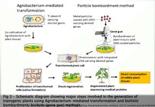 DISEASE RESISTANCE GENES IN PLANTS.pptx