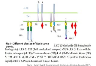 DISEASE RESISTANCE GENES IN PLANTS.pptx