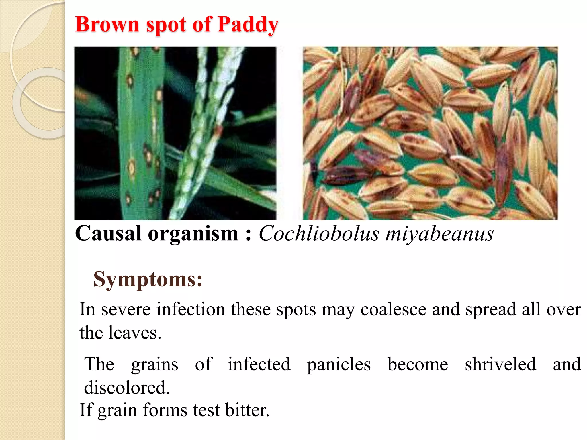 Disease resistance rice | PPTX