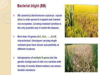 Disease resistance rice | PPTX