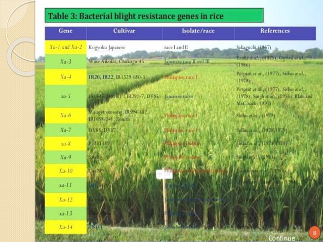 Disease resistance rice | PPTX