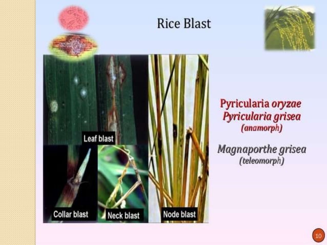 Disease resistance rice | PPTX
