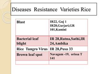 Disease resistance rice | PPTX